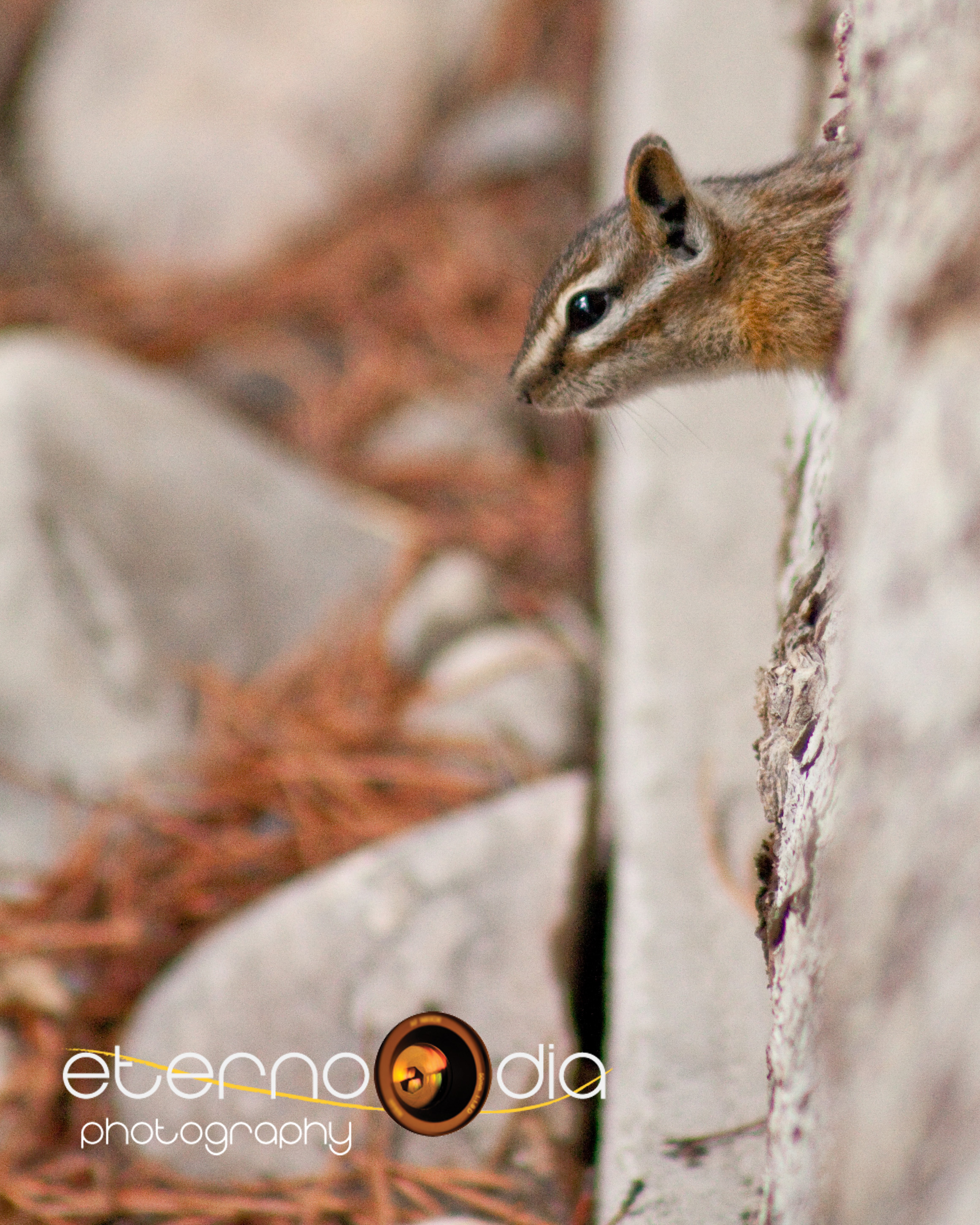 Tales Of An Angry Chipmunk | Eterno Dia Photography