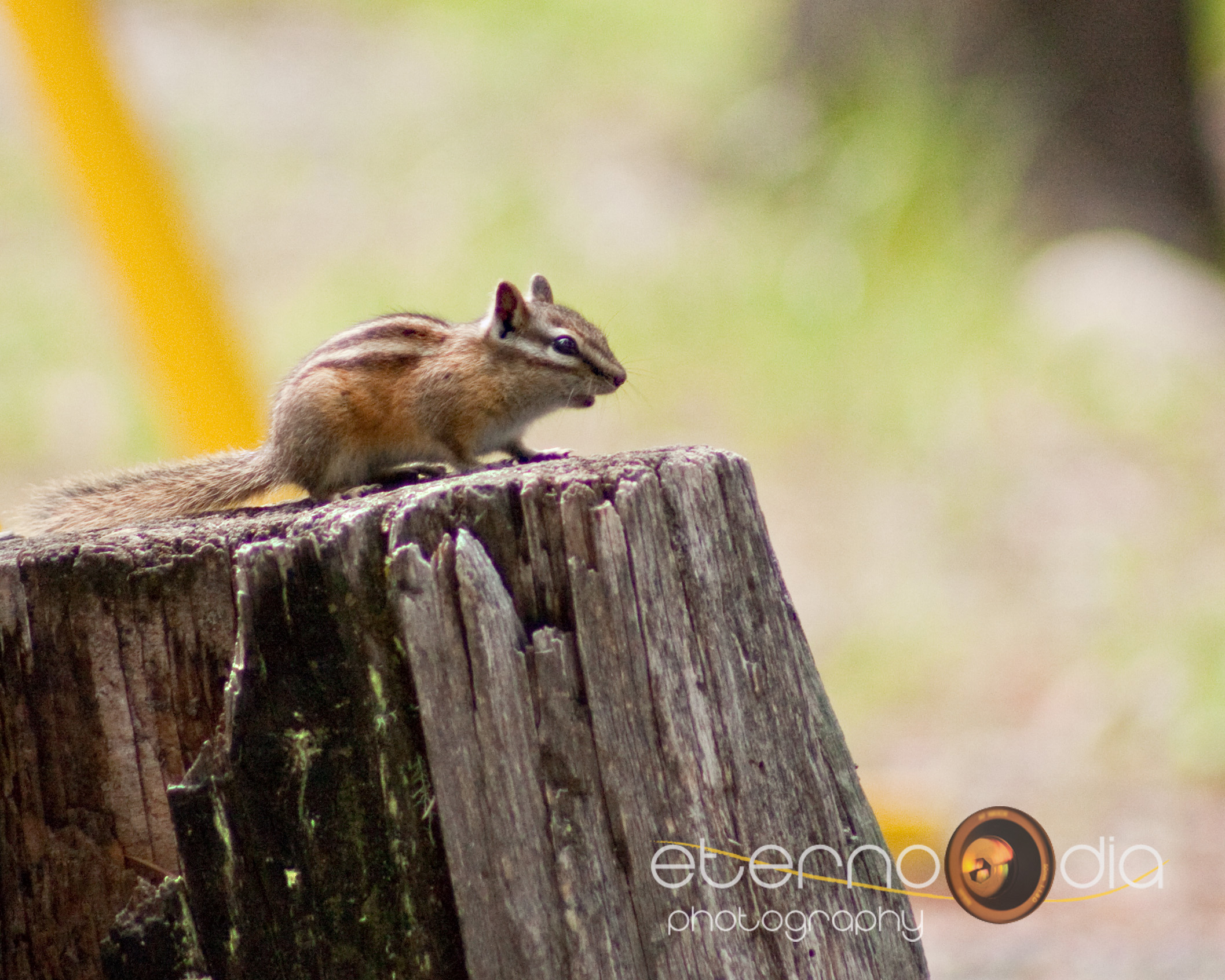 Tales Of An Angry Chipmunk | Eterno Dia Photography