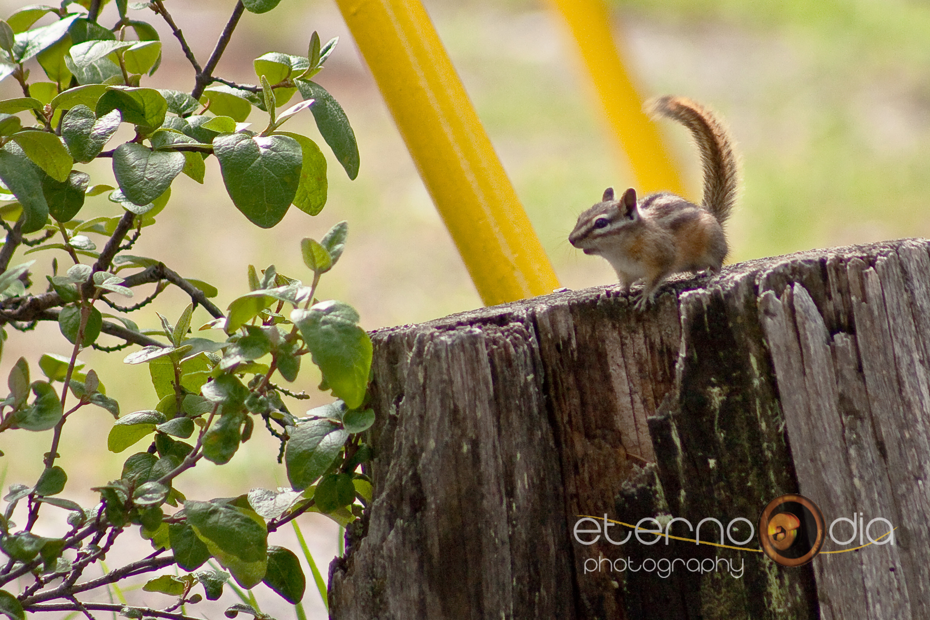 Tales Of An Angry Chipmunk | Eterno Dia Photography